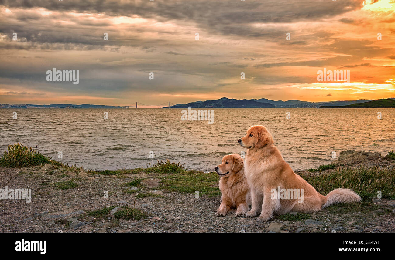 Dogs relaxing on beach at sunset Stock Photo - Alamy