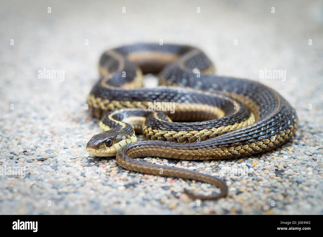Portrait of snake Stock Photo - Alamy
