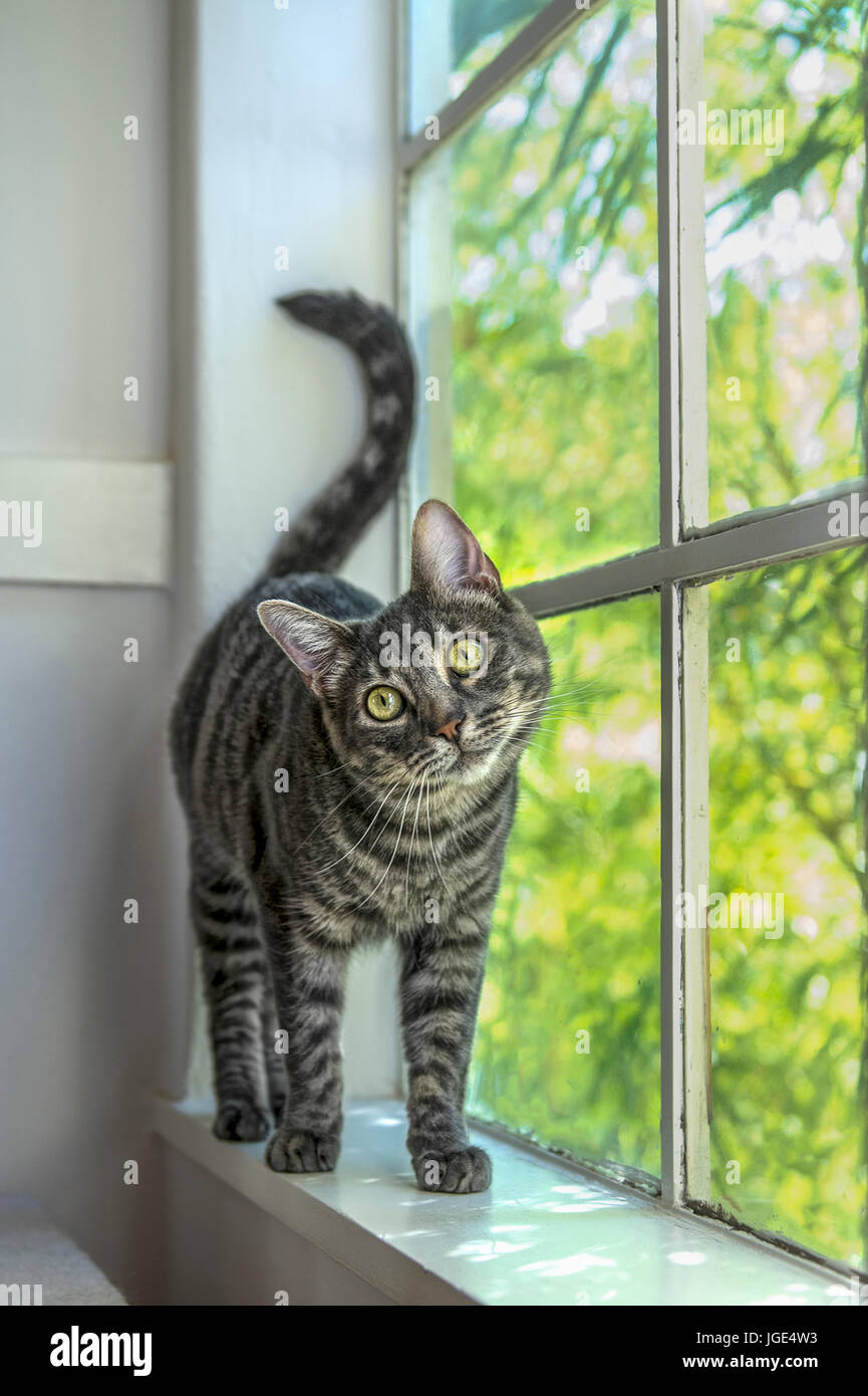 Portrait of cat standing at window Stock Photo - Alamy