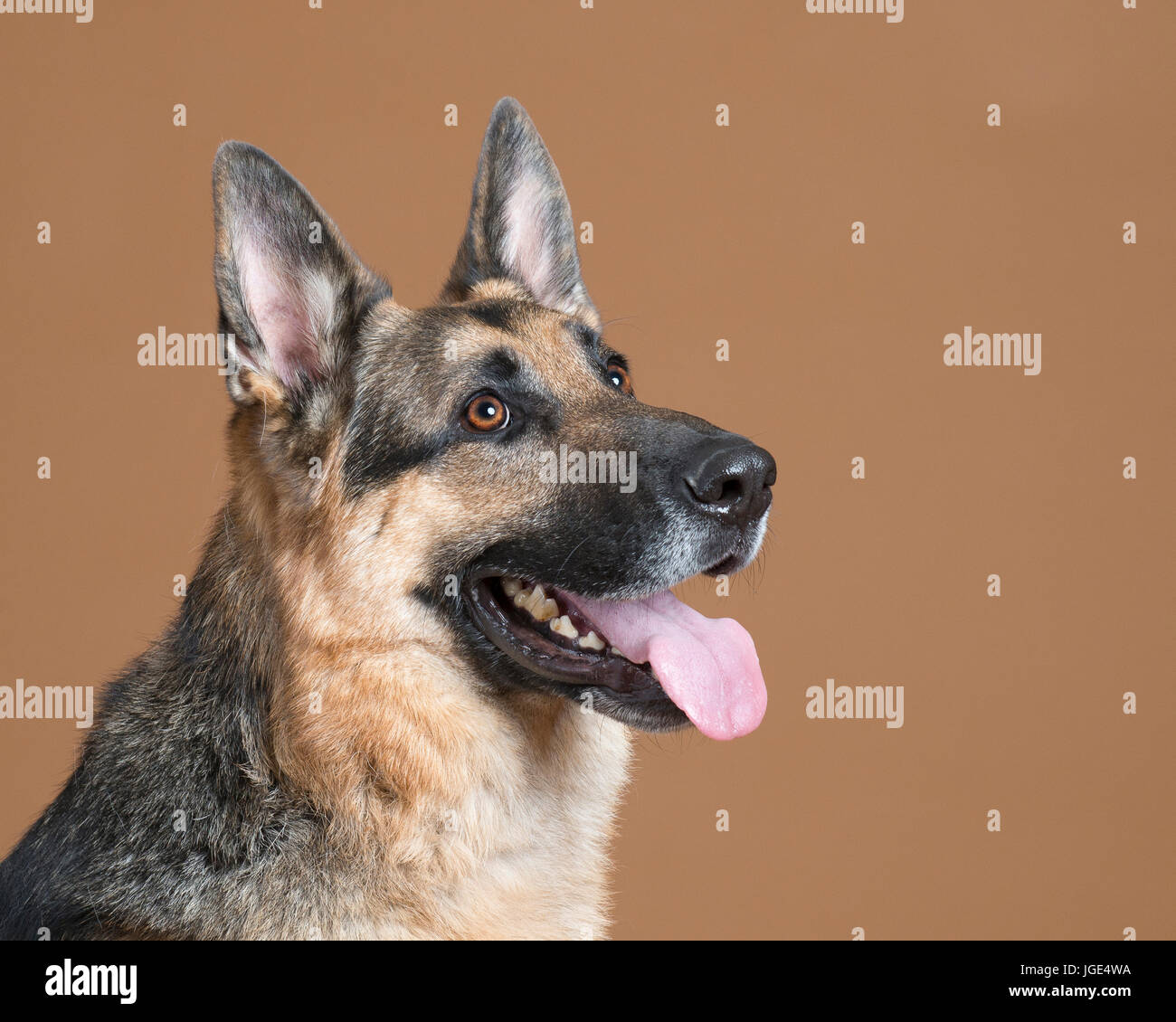 Portrait of alert dog Stock Photo - Alamy