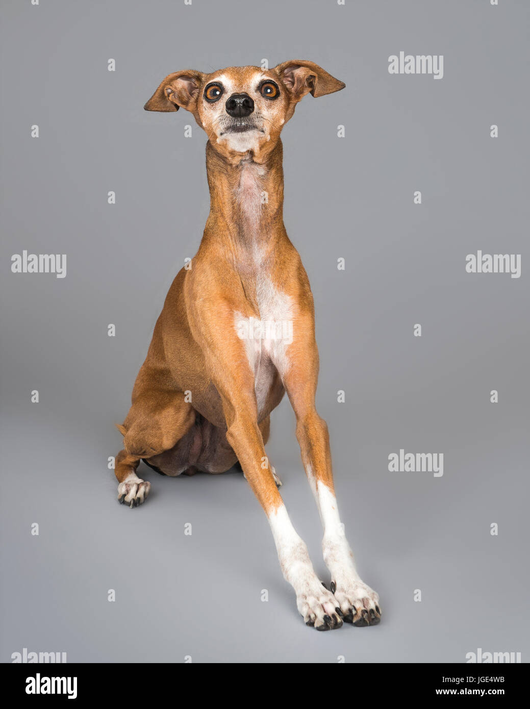 Curiosity alert hi-res stock photography and images - Alamy