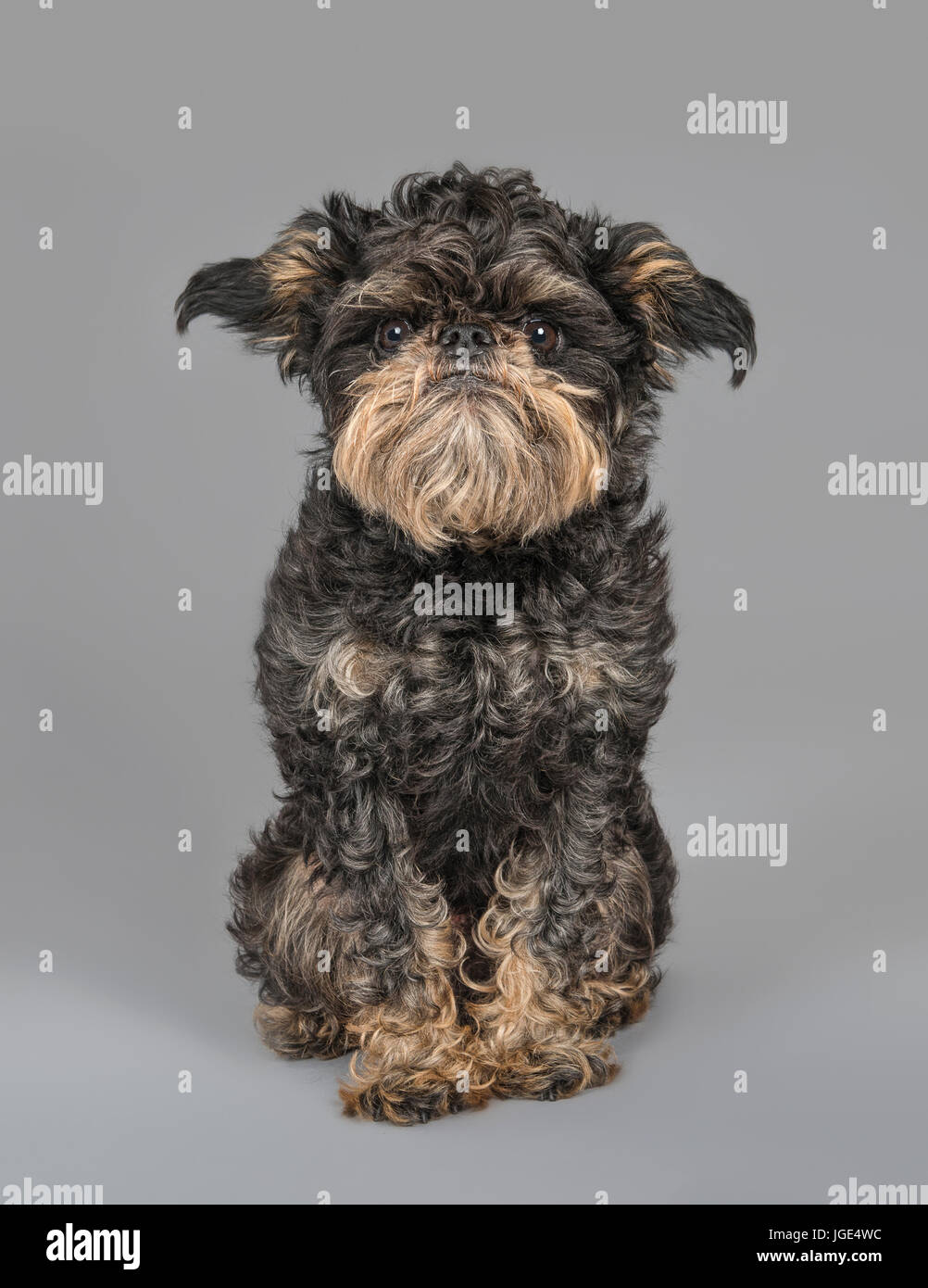 Full body shot serious hi-res stock photography and images - Alamy