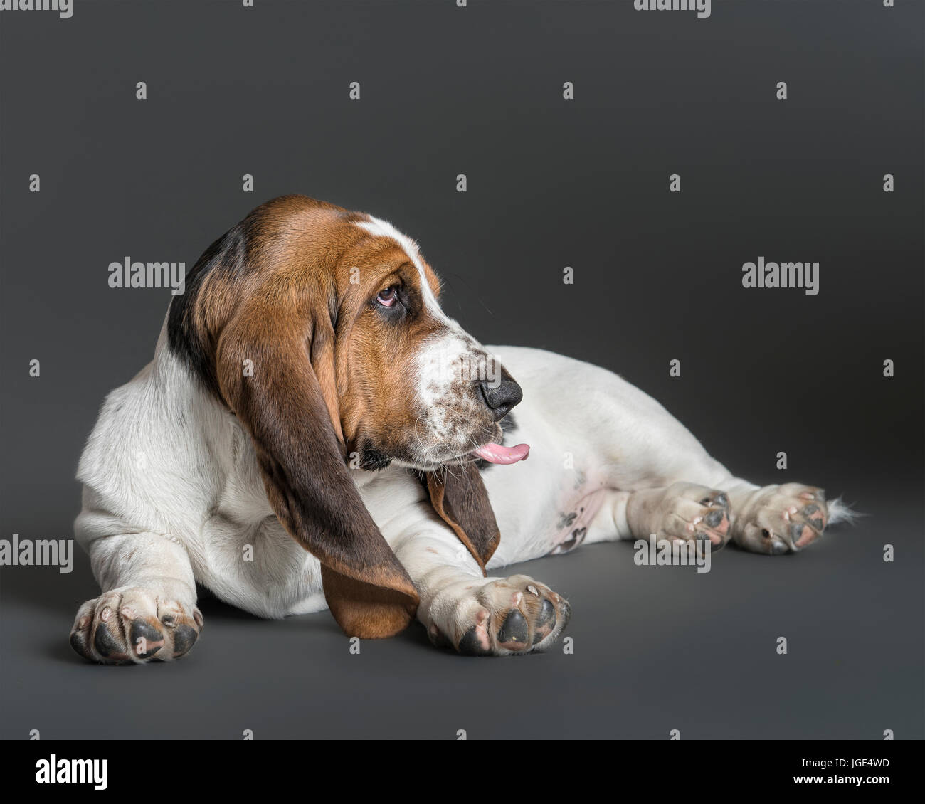 Portrait of hound laying on floor Stock Photo - Alamy
