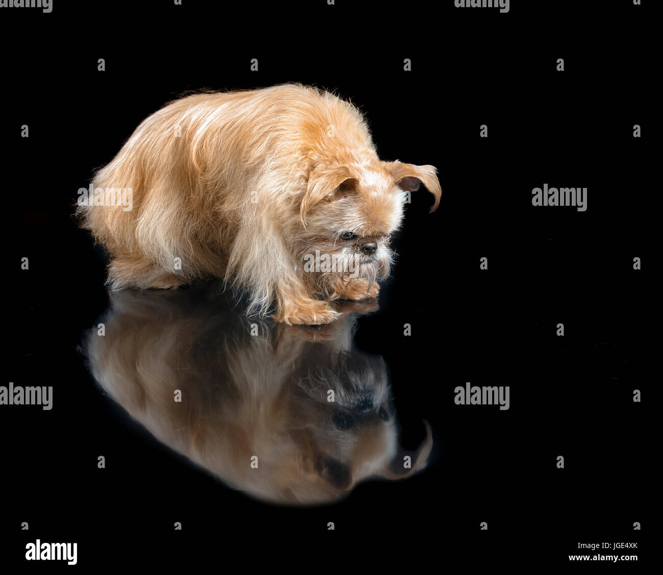 Dog staring at reflection on floor Stock Photo - Alamy