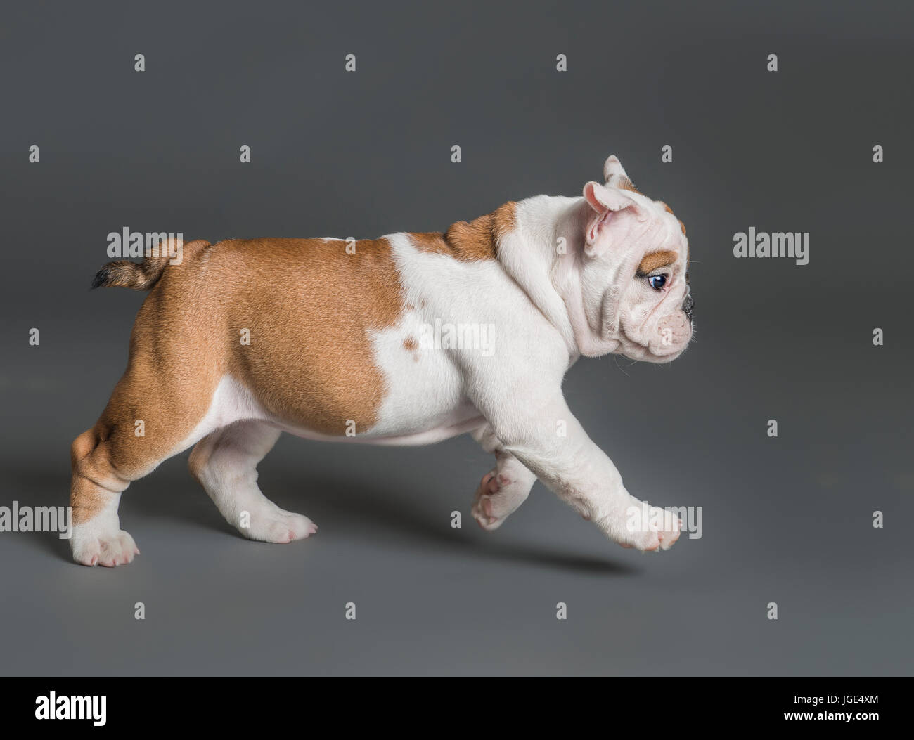 Walking animal hi-res stock photography and images - Alamy