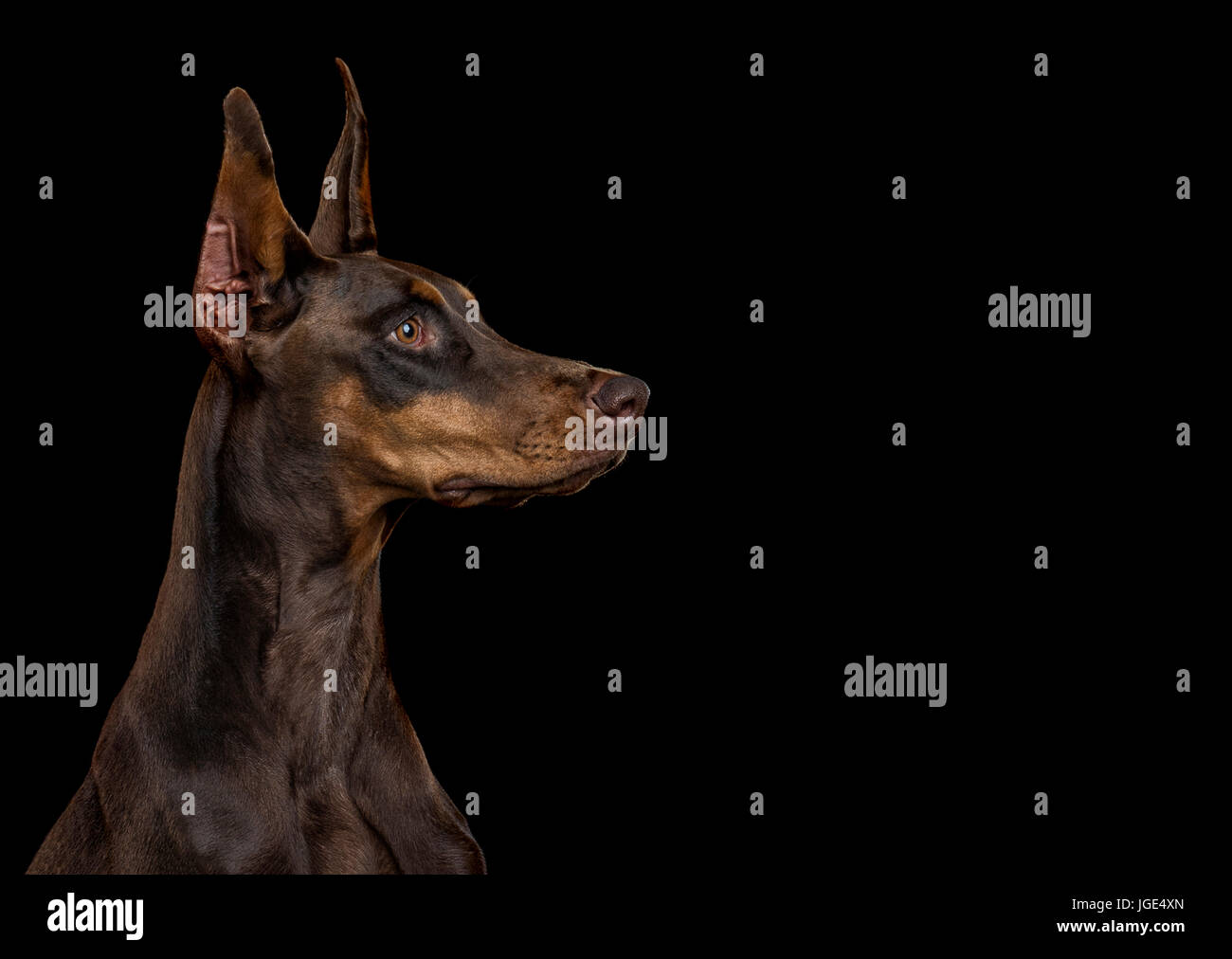 Portrait of alert dog Stock Photo - Alamy