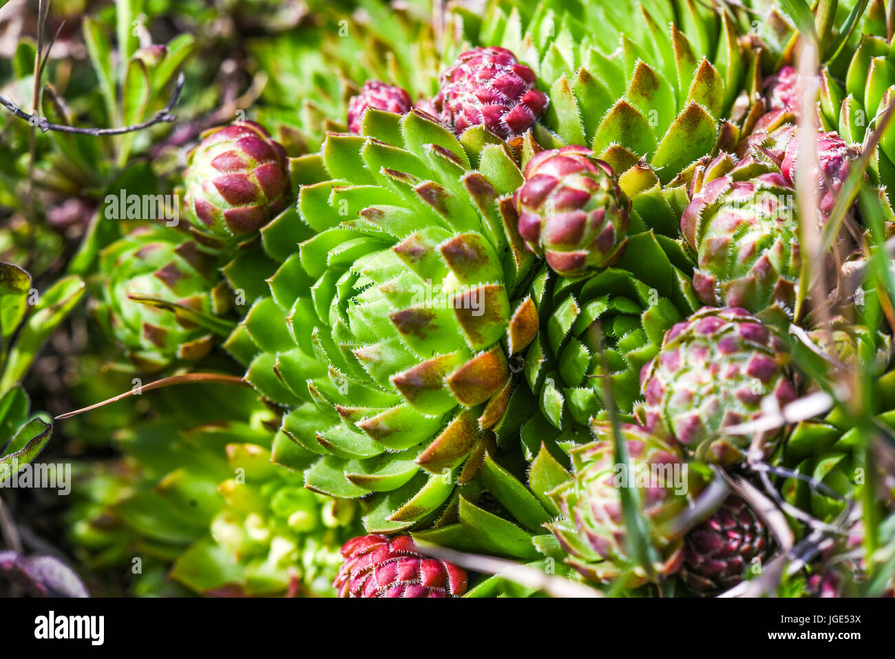 Jovibarba hi-res stock photography and images - Alamy