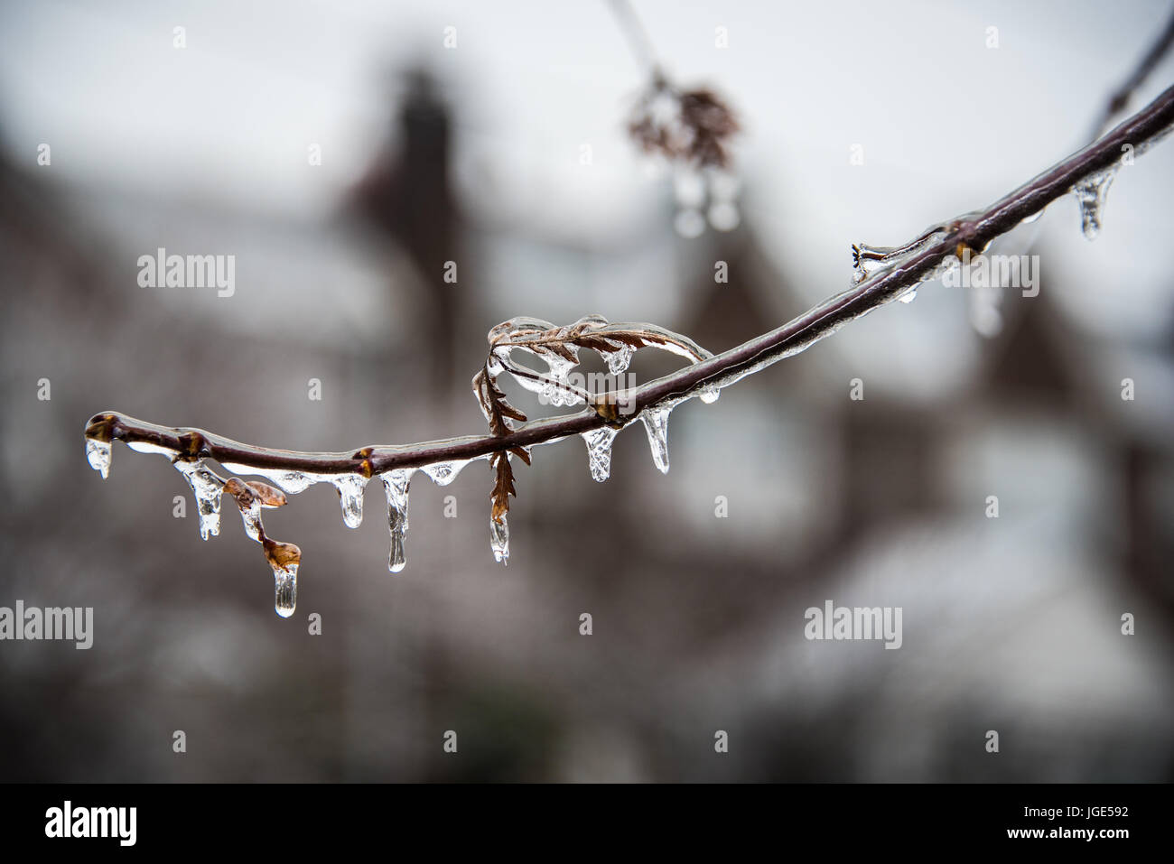 Frozen twig on a tree encased in ice with small hanging icicles in a ...