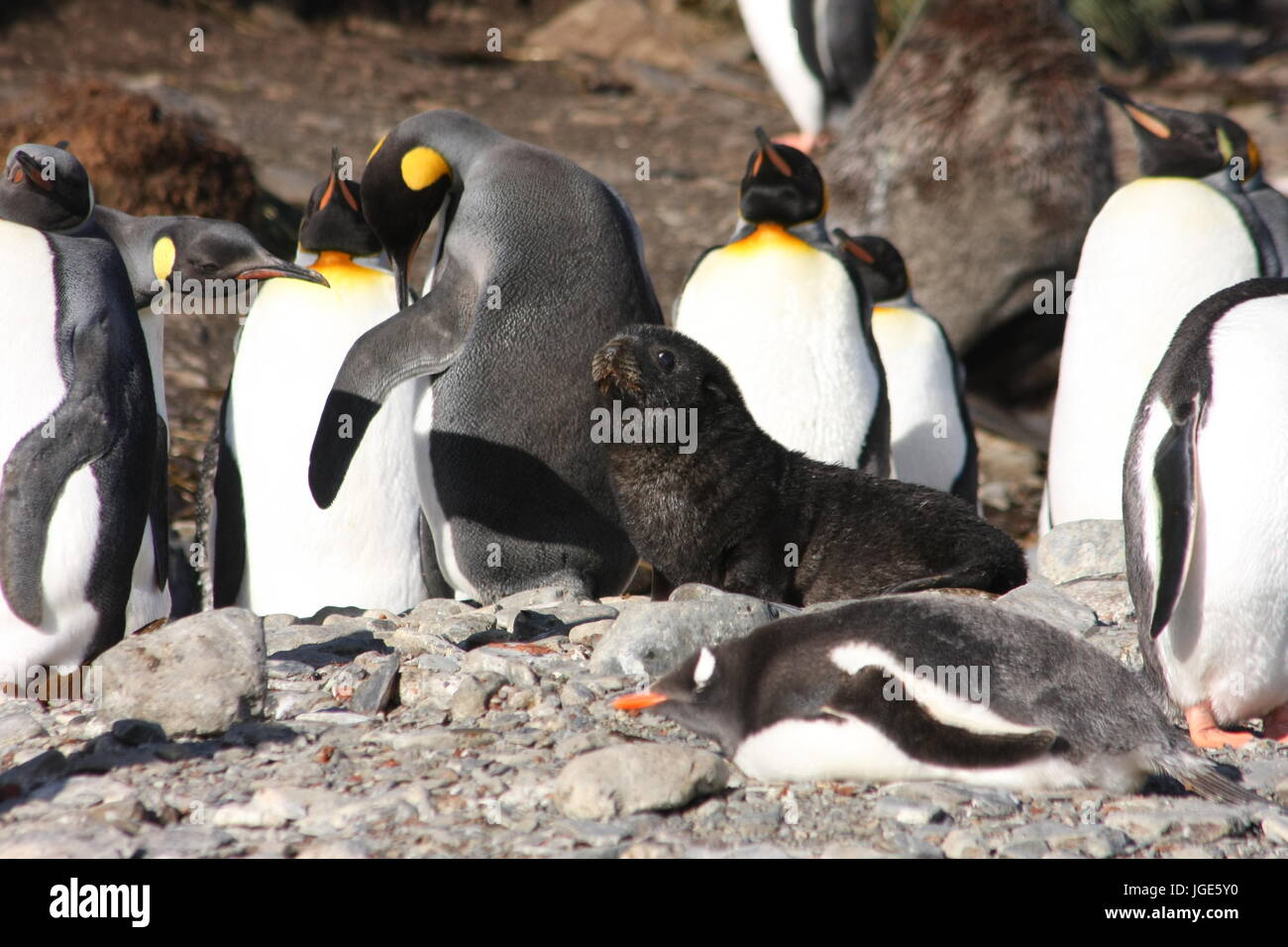 Gentoo Penguins, South Georgia Stock Photo - Alamy