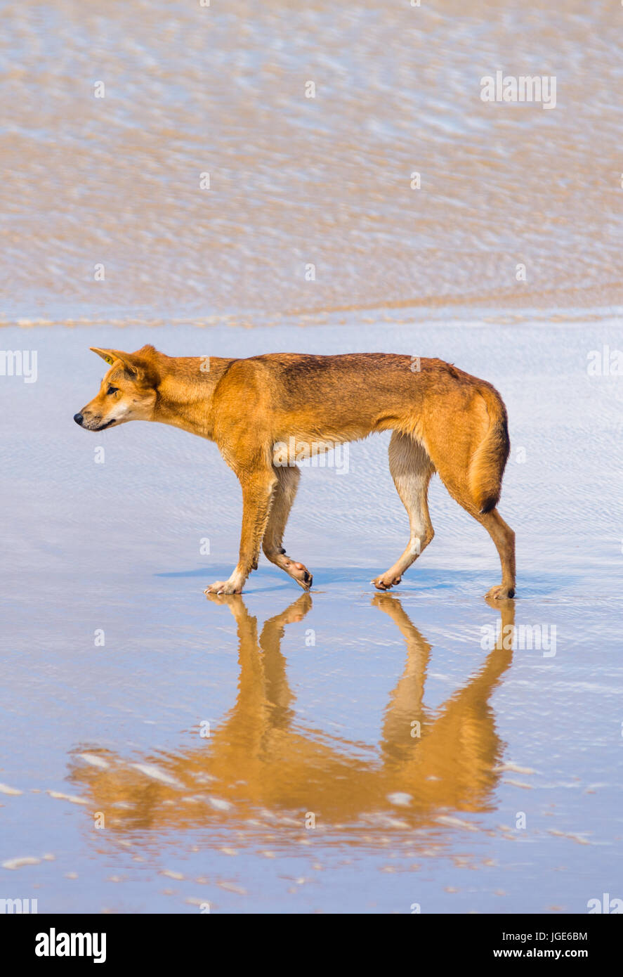 Dingo on one hundred mile beach, Fraser Island, Queensland, Australia ...