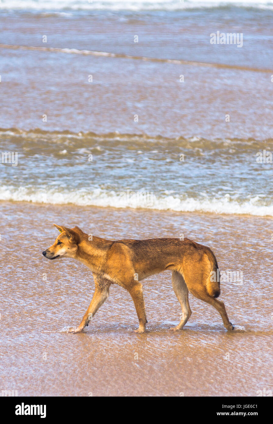 Dingo on seventy five mile beach, Fraser Island, Queensland, Australia ...