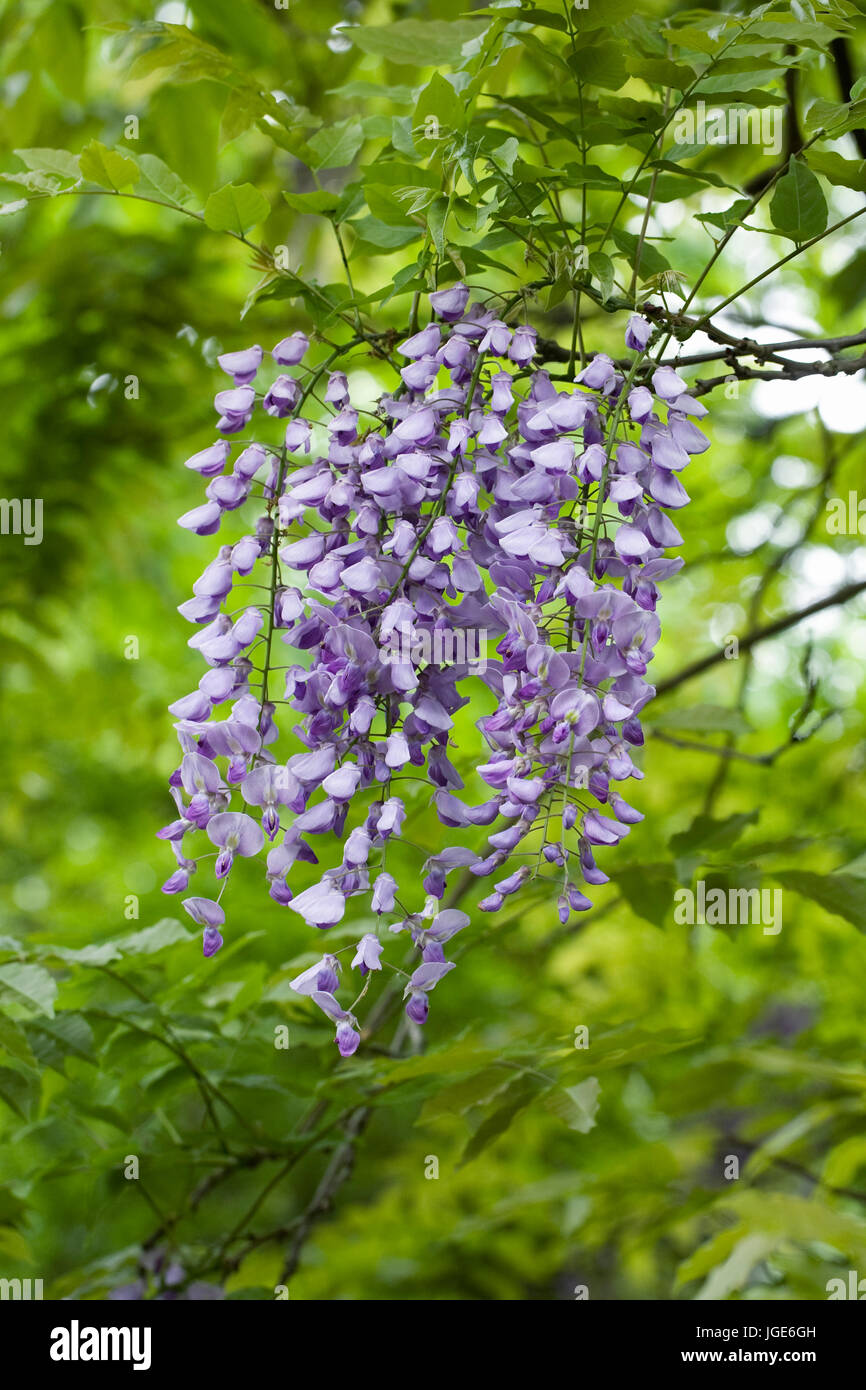 Wisteria vine leaves hi-res stock photography and images - Alamy