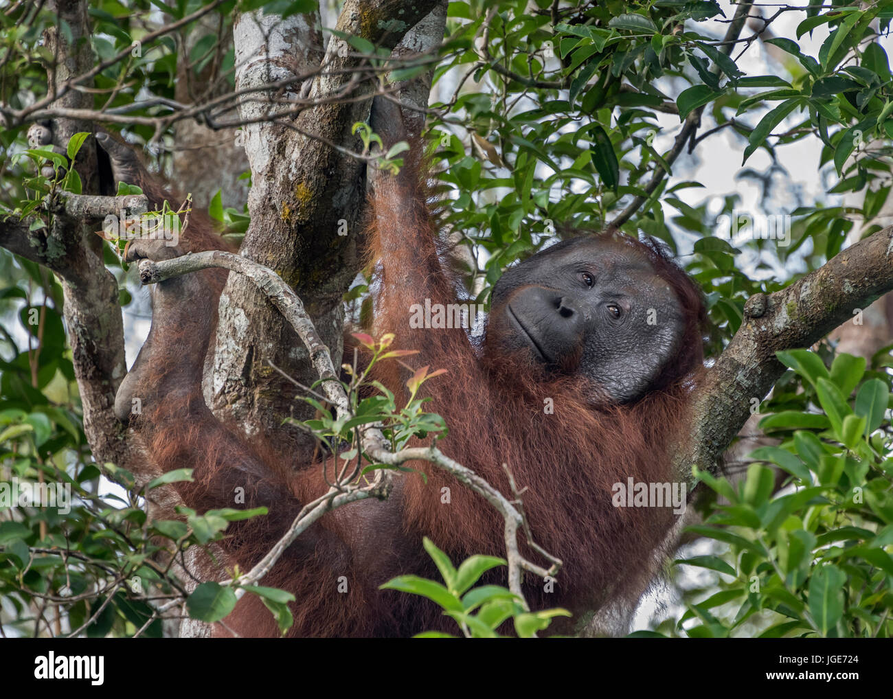Smiling orangutan high in tree, Tanjung Puting National Park ...