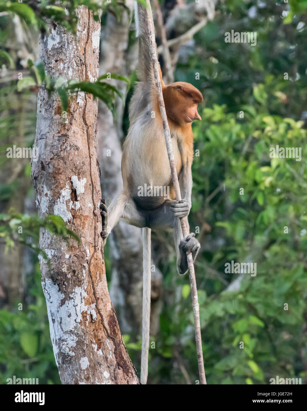 Female proboscis monkey hanging onto a vine in the forest, Sekonyer ...