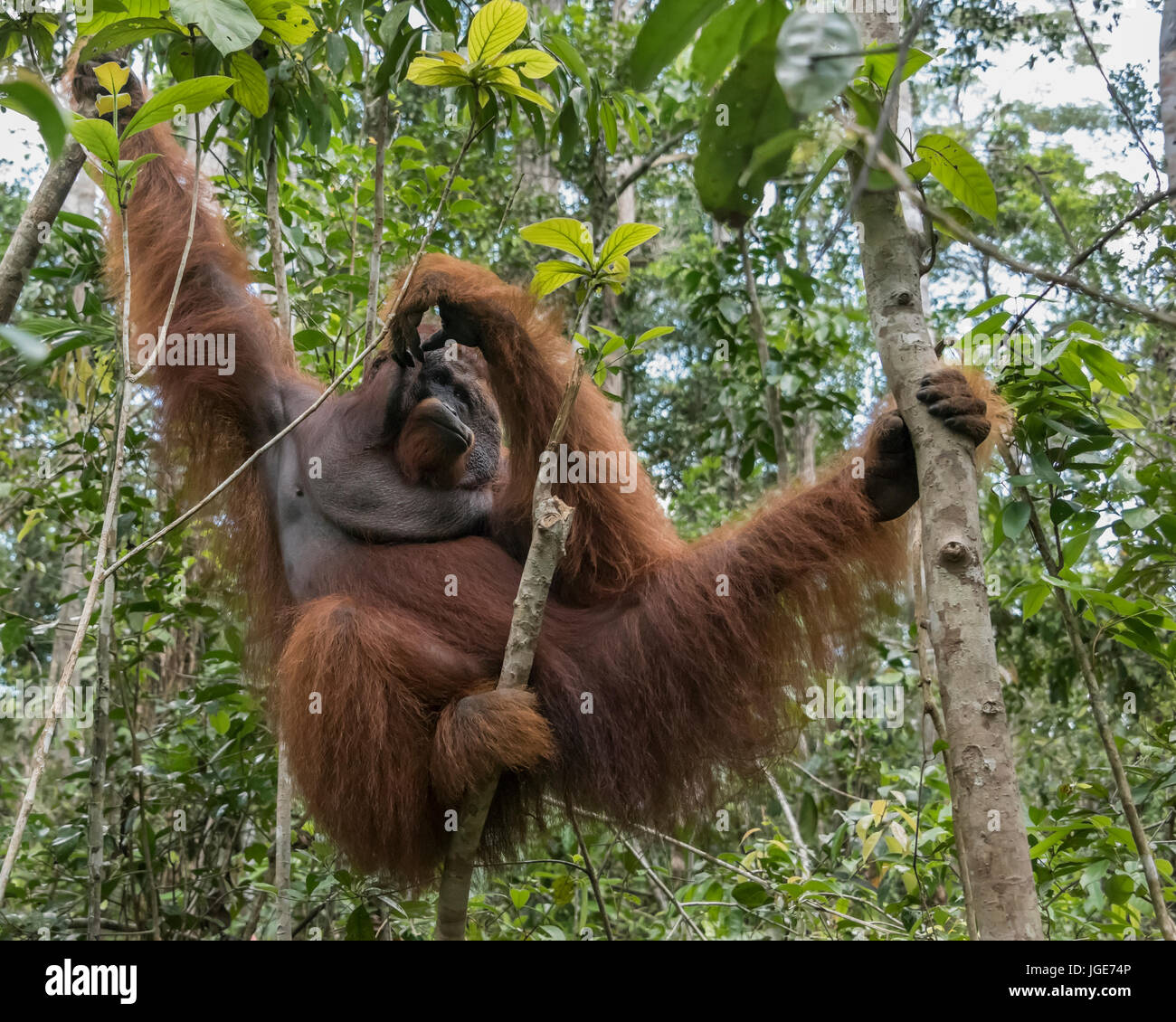 Dominant male bornean orangutan pygmaeus hi-res stock photography and ...