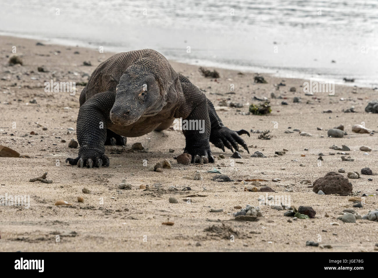 Komodo dragon on the beach, Komodo National Park, Indonesia Stock Photo ...