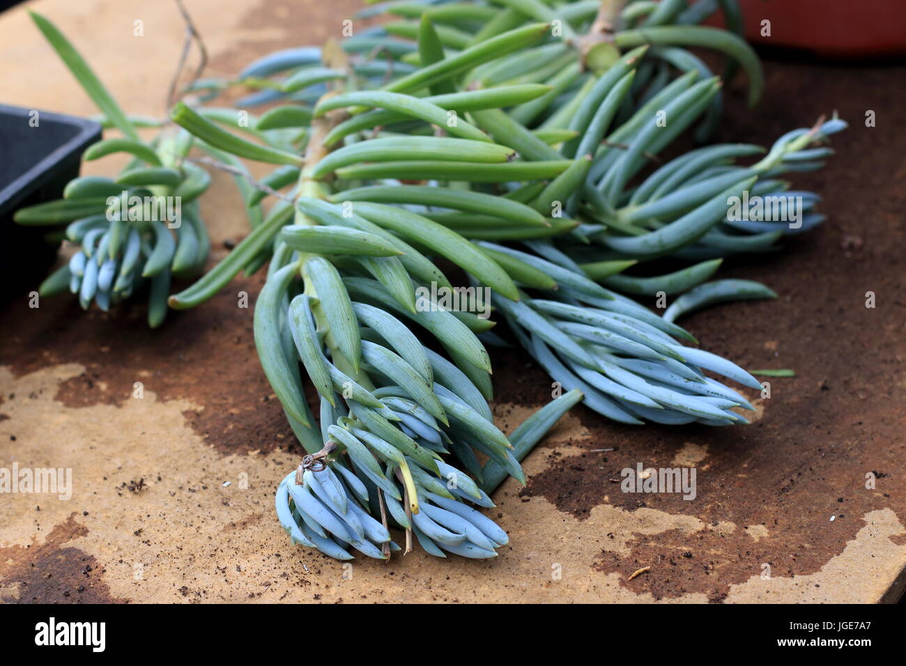 Blue Chalk Sticks Succulent or known as Senecio Mandraliscae, Blue ...