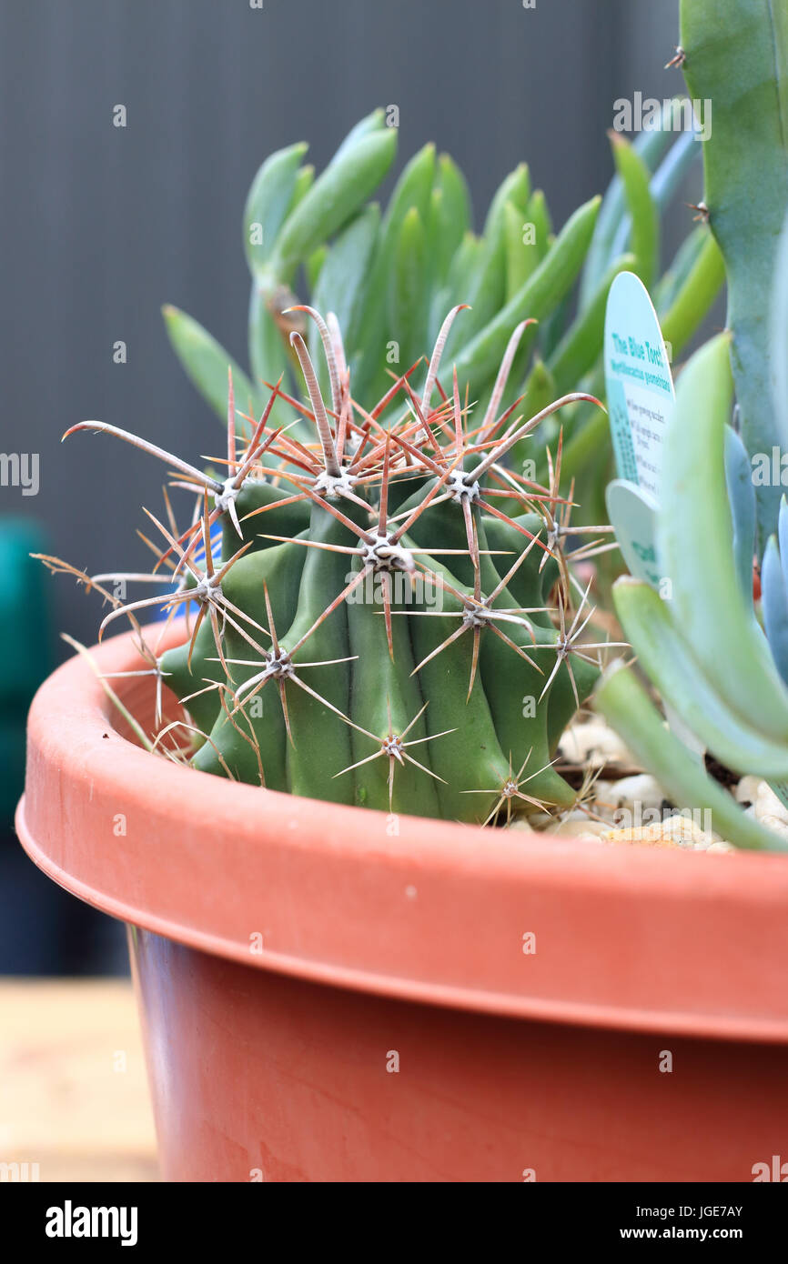 Ferocactus wislizenii or known as Fish Hook Barrel Cactus growing in a ...