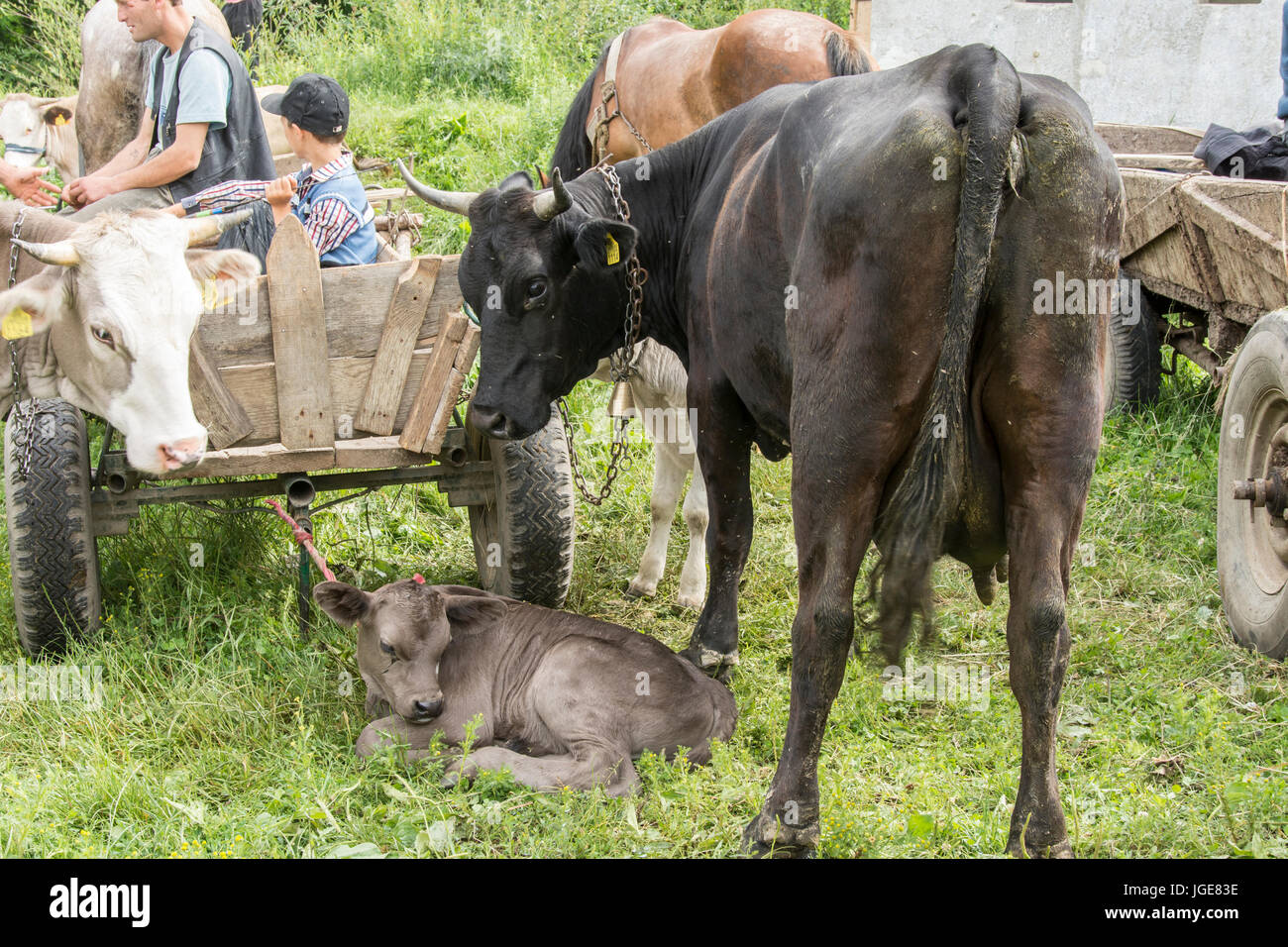 A valve and a cow on the grass in the open market in the Maramures ...