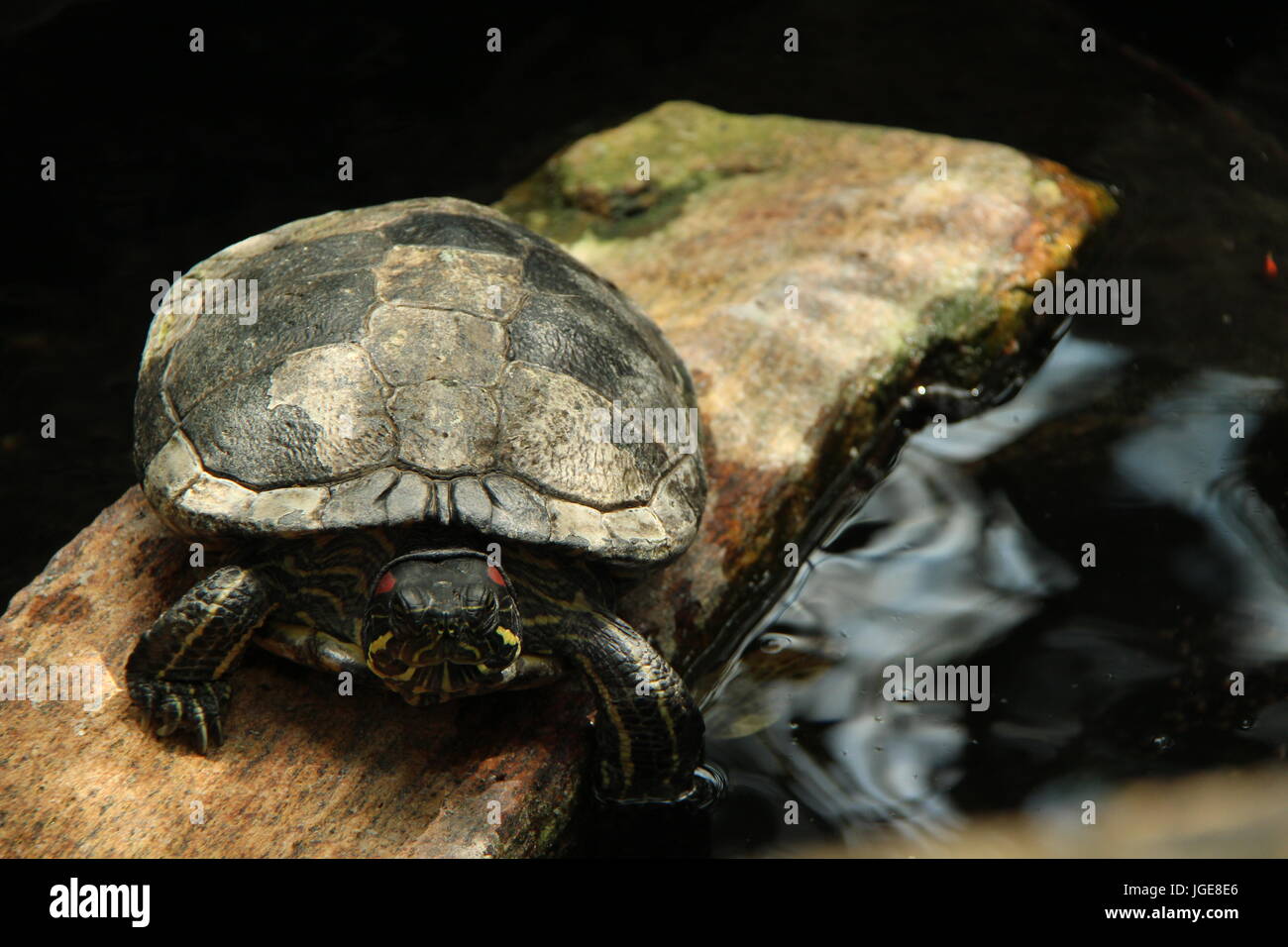 Water tortoise hi-res stock photography and images - Alamy