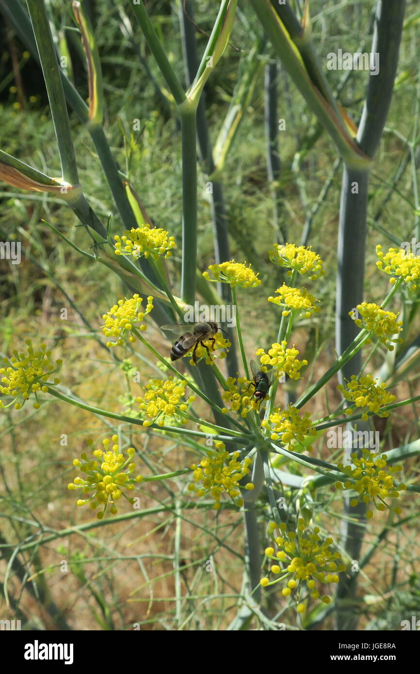 a bee and a fly on wild fennel flowers Stock Photo - Alamy