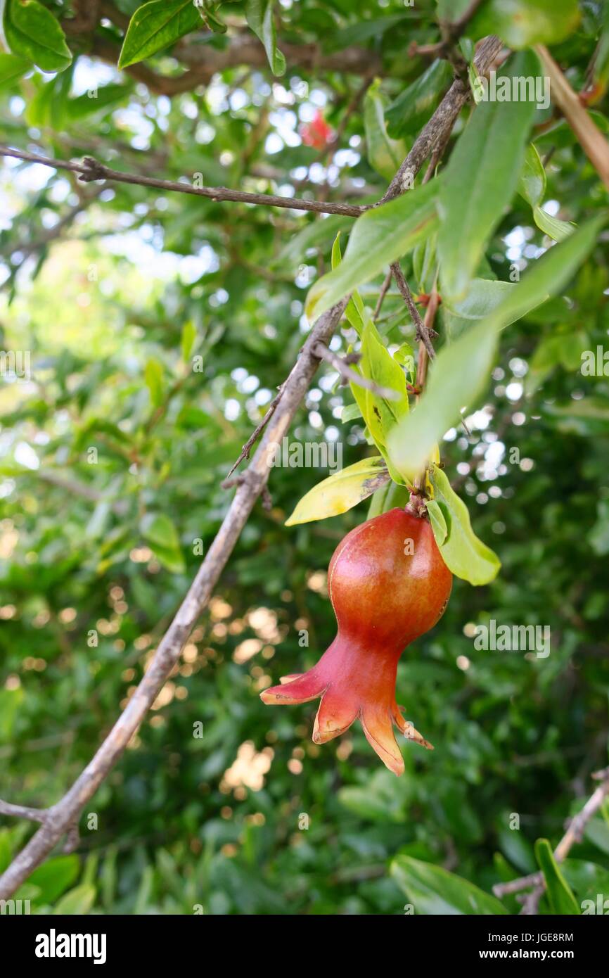 unripe pomegranate on tree Stock Photo - Alamy