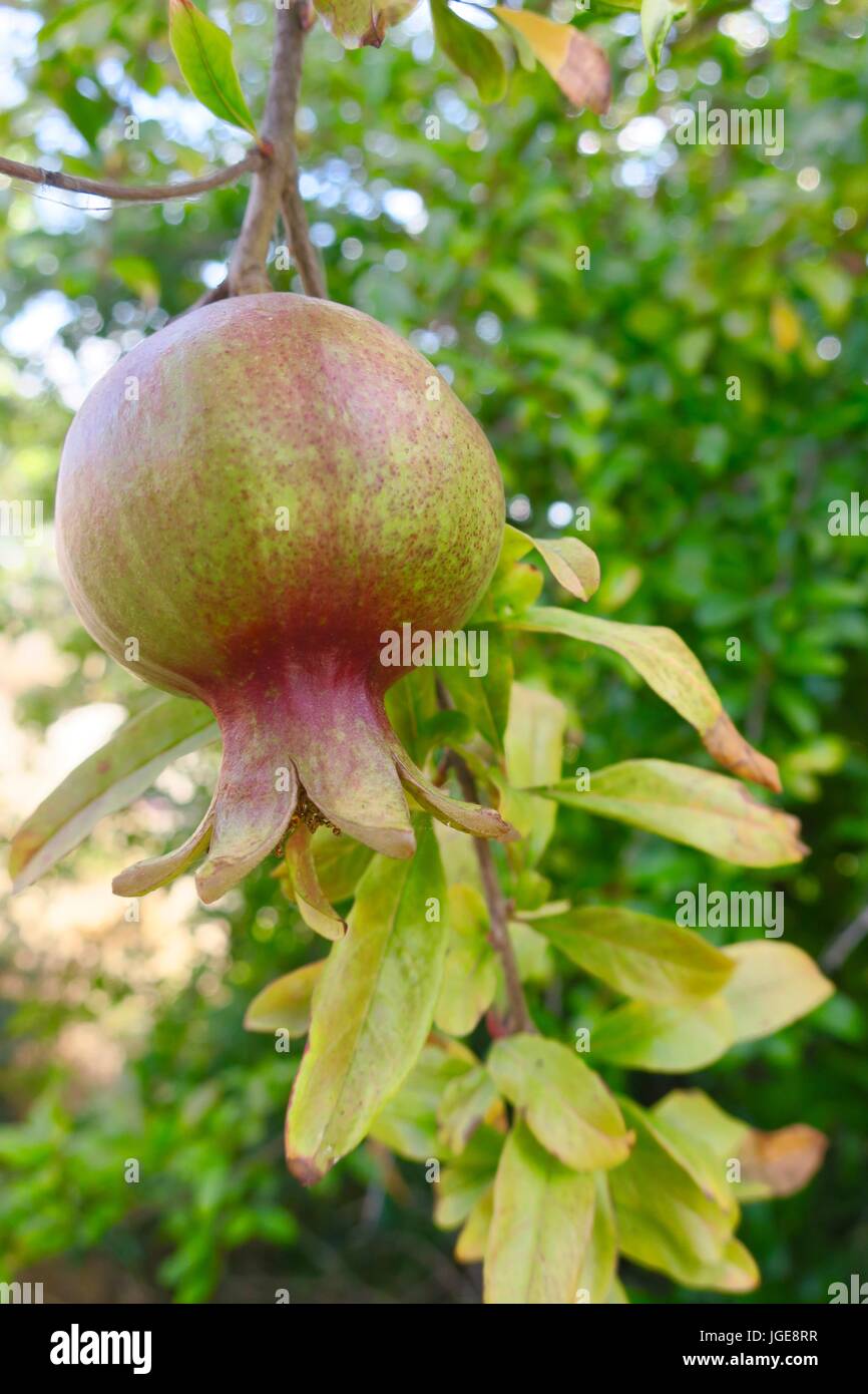 unripe pomegranate on tree Stock Photo - Alamy