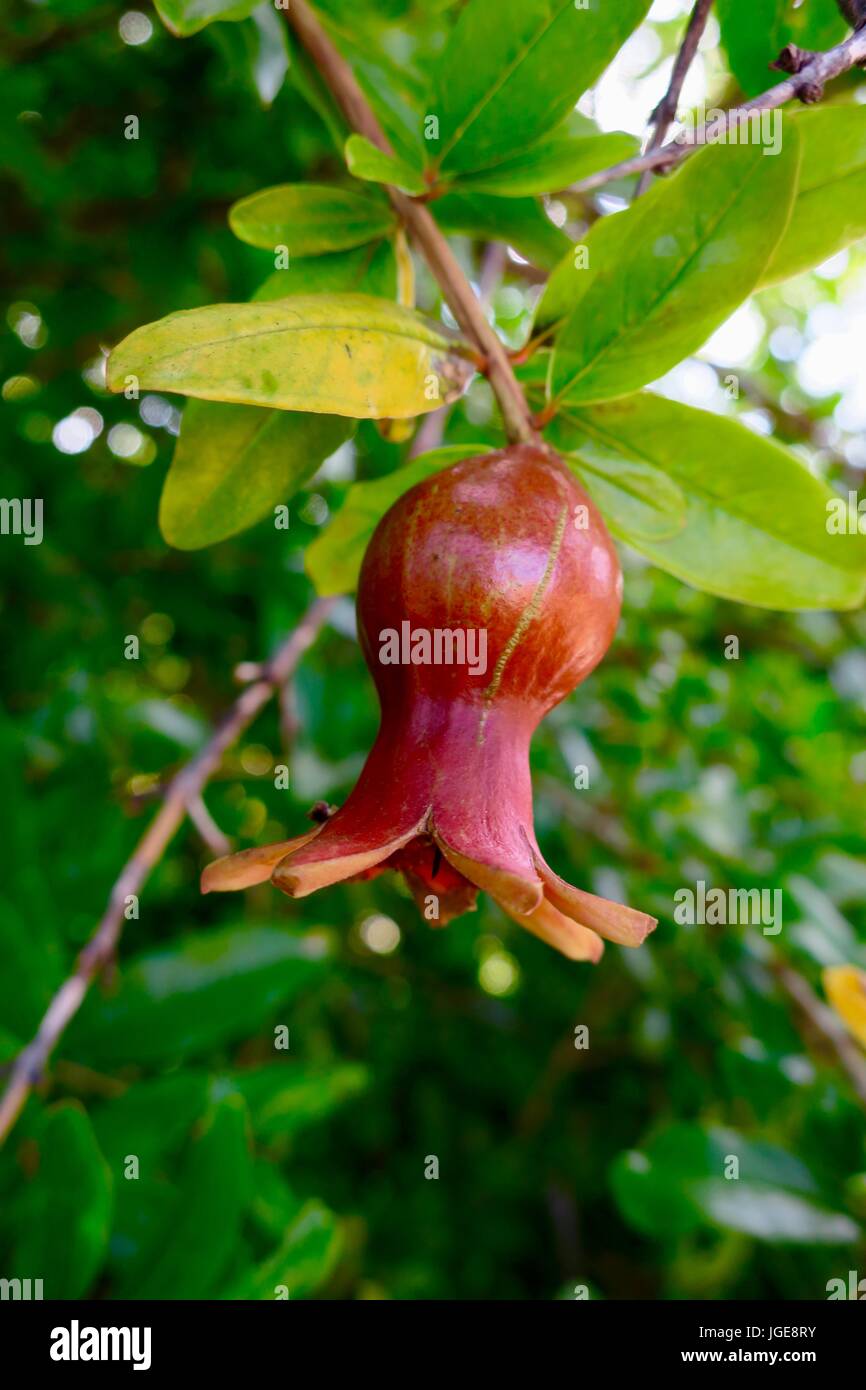 Pomegranate fruit immature hi-res stock photography and images - Alamy