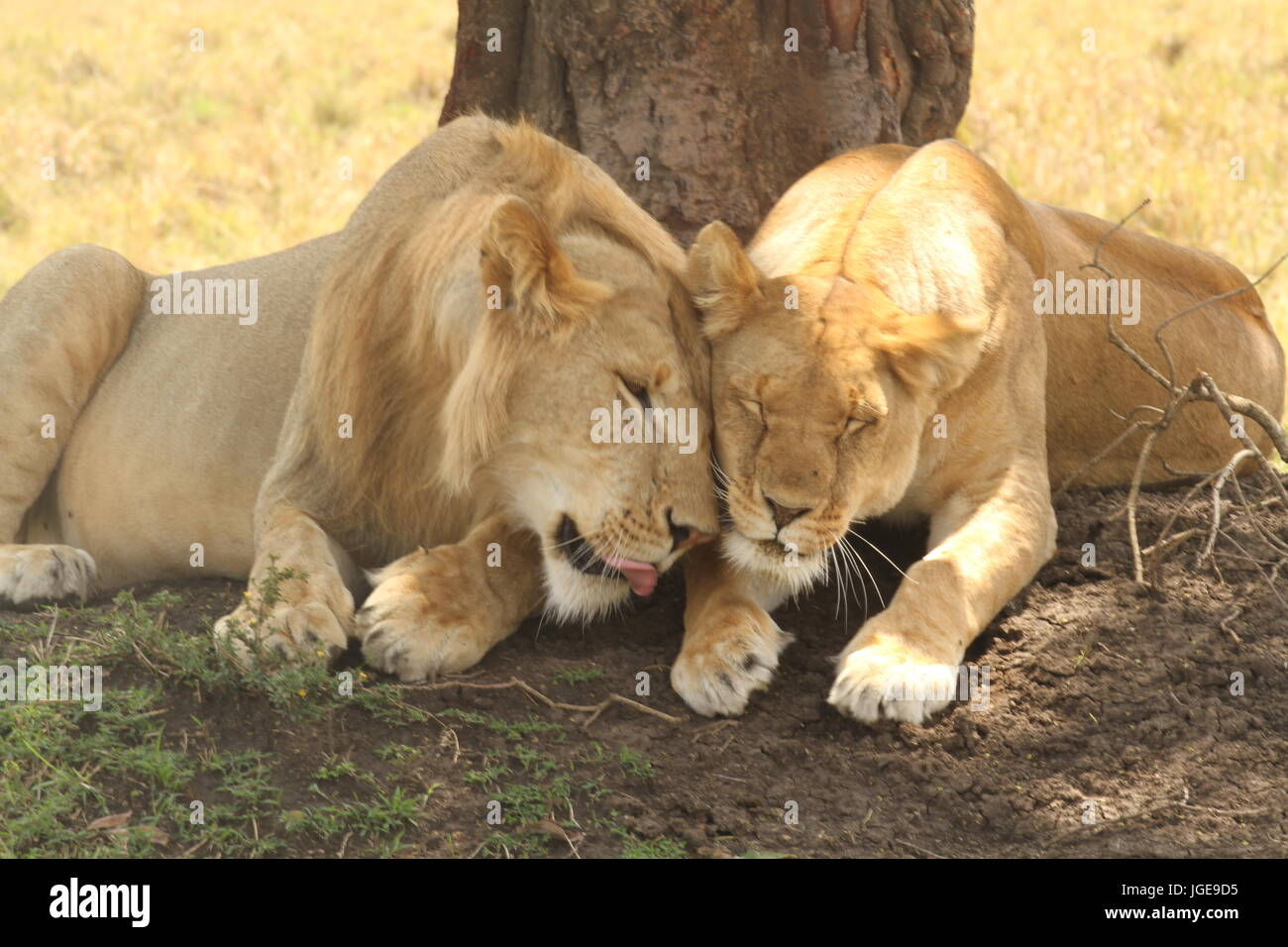 Lion lovers hi-res stock photography and images - Alamy