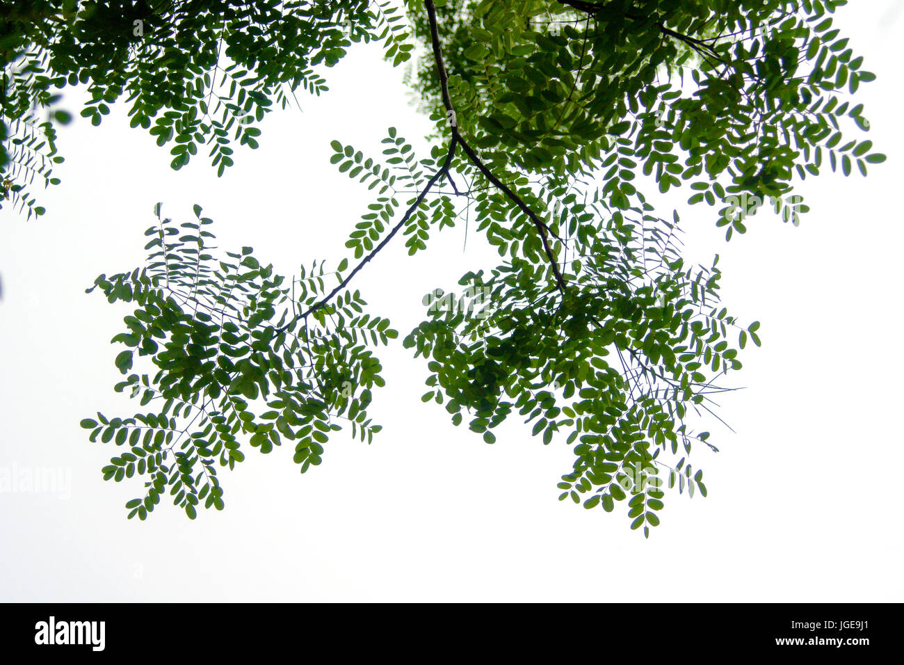 Vine tree branches hi-res stock photography and images - Alamy