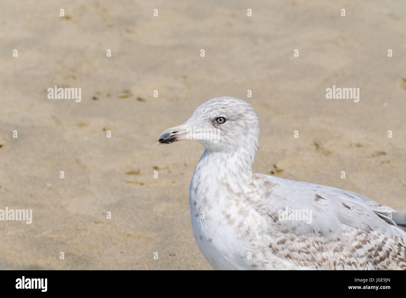 Great seagull sitting in the sand, background of the beach Stock Photo ...