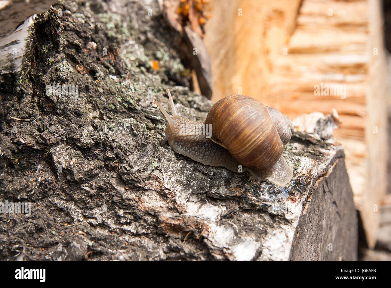 Roman Snail - Helix pomatia. Helix pomatia, common names the Roman ...