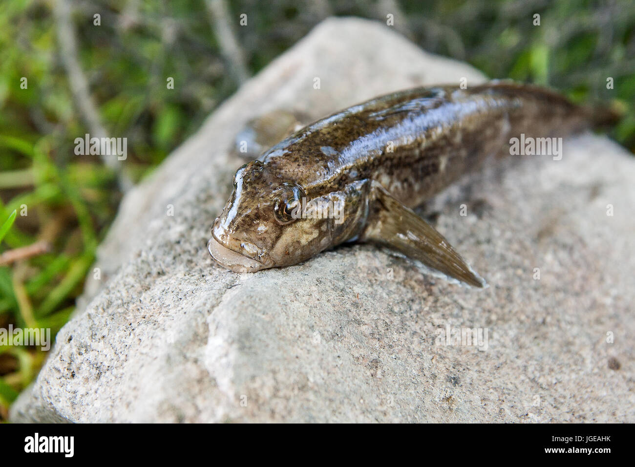 Rock goby gobius paganellus hi-res stock photography and images - Alamy