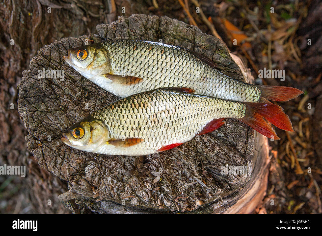Close up view of two freshwater common rudd fish known as scardinius ...