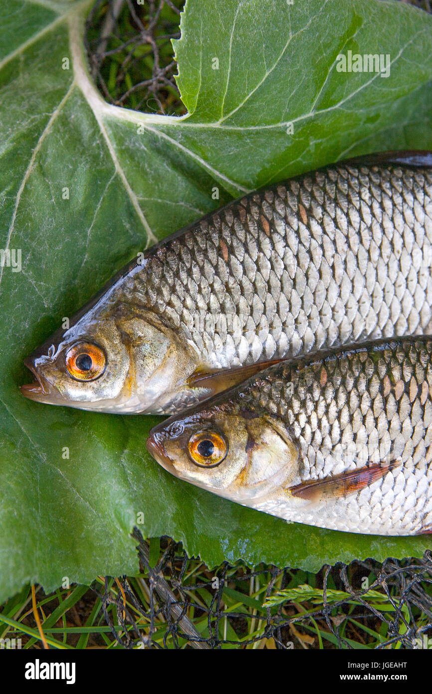 Close up view of two freshwater common rudd fish known as scardinius ...