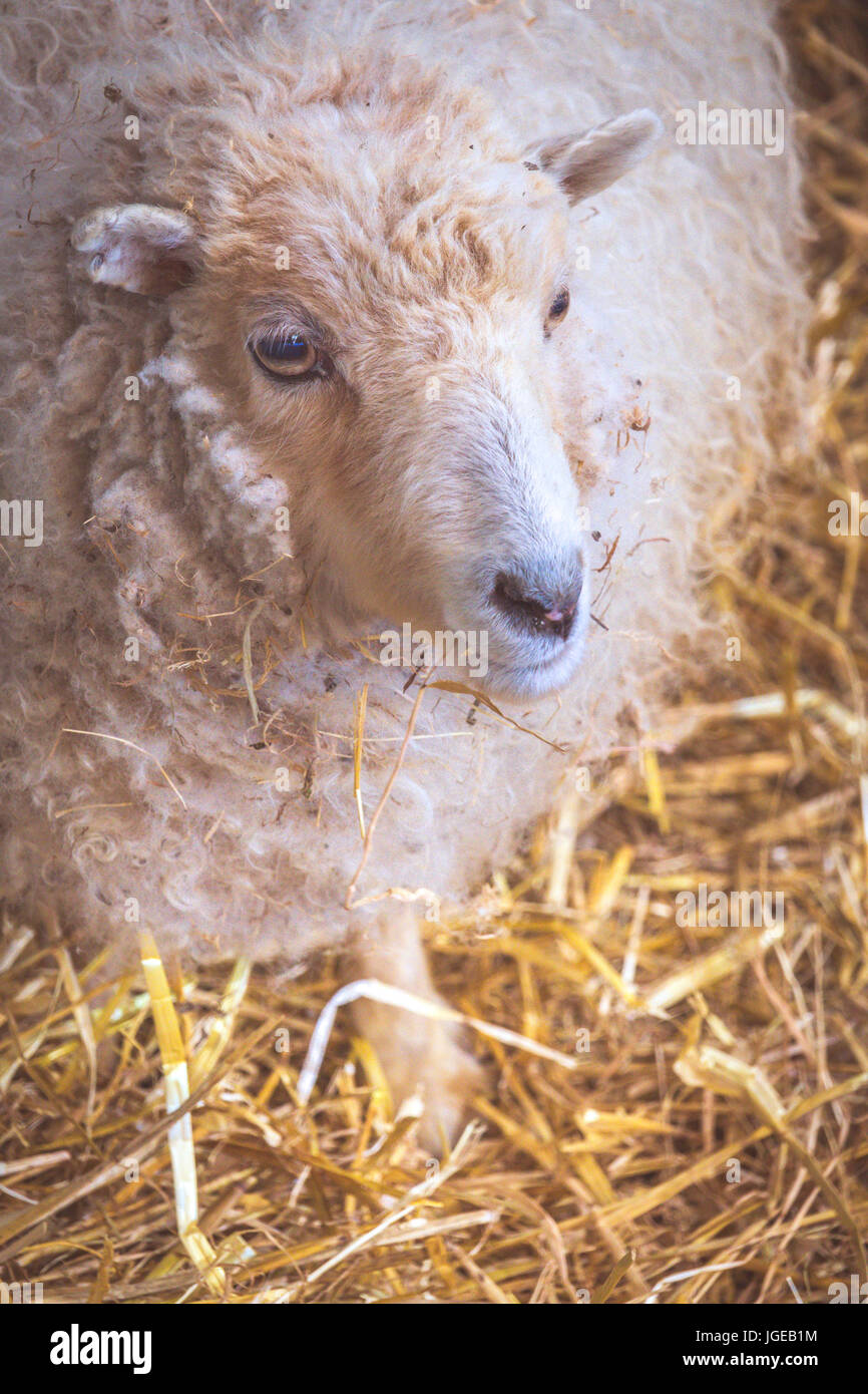 Sheep standing inside barn on a farm in Kent, UK Stock Photo - Alamy
