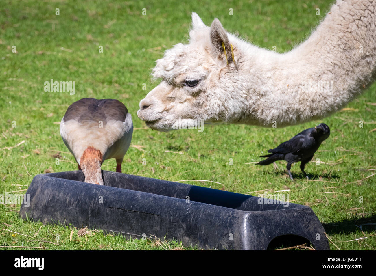 Duck stealing food from the llama bowl on a farm in Kent, England Stock ...