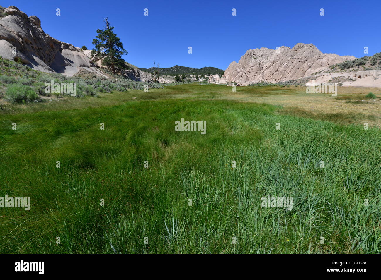 Grasslands at a mountain area in Nevada Stock Photo - Alamy