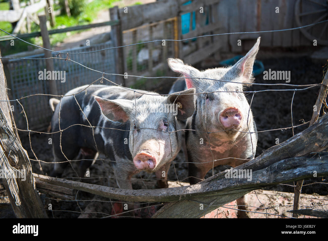 Pigs re mad hi-res stock photography and images - Alamy