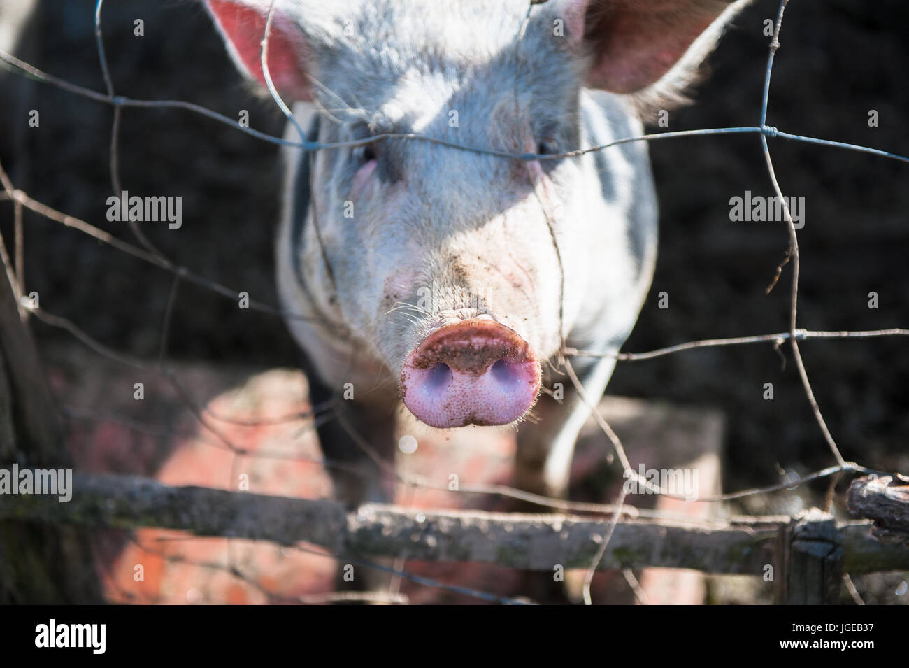 Pig Farm Africa Stock Photos & Pig Farm Africa Stock Images - Alamy