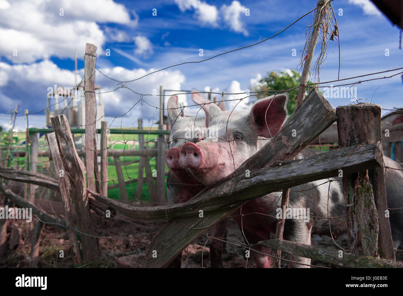 Sad pigs head hi-res stock photography and images - Alamy