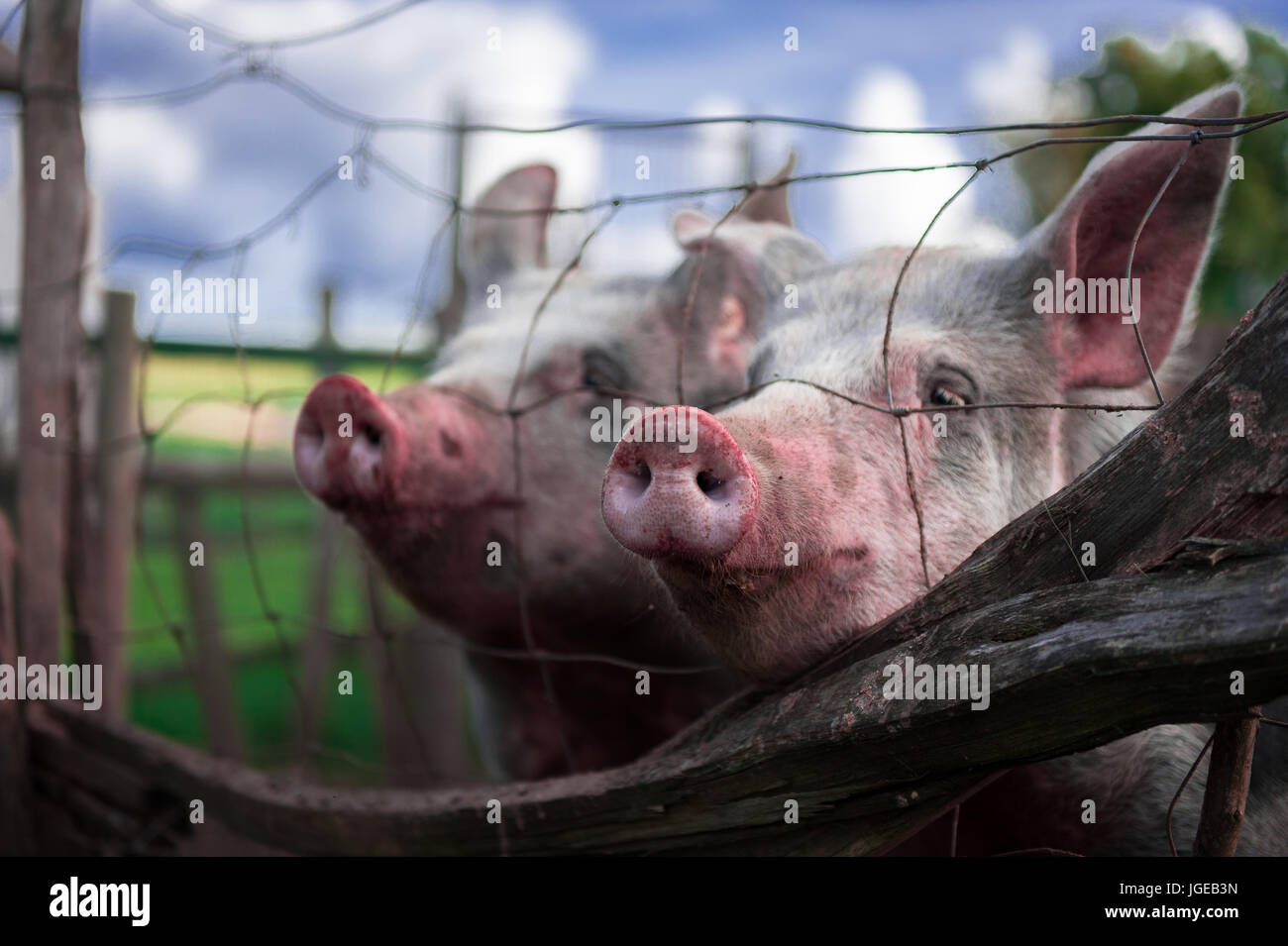 Pigs re mad hi-res stock photography and images - Alamy
