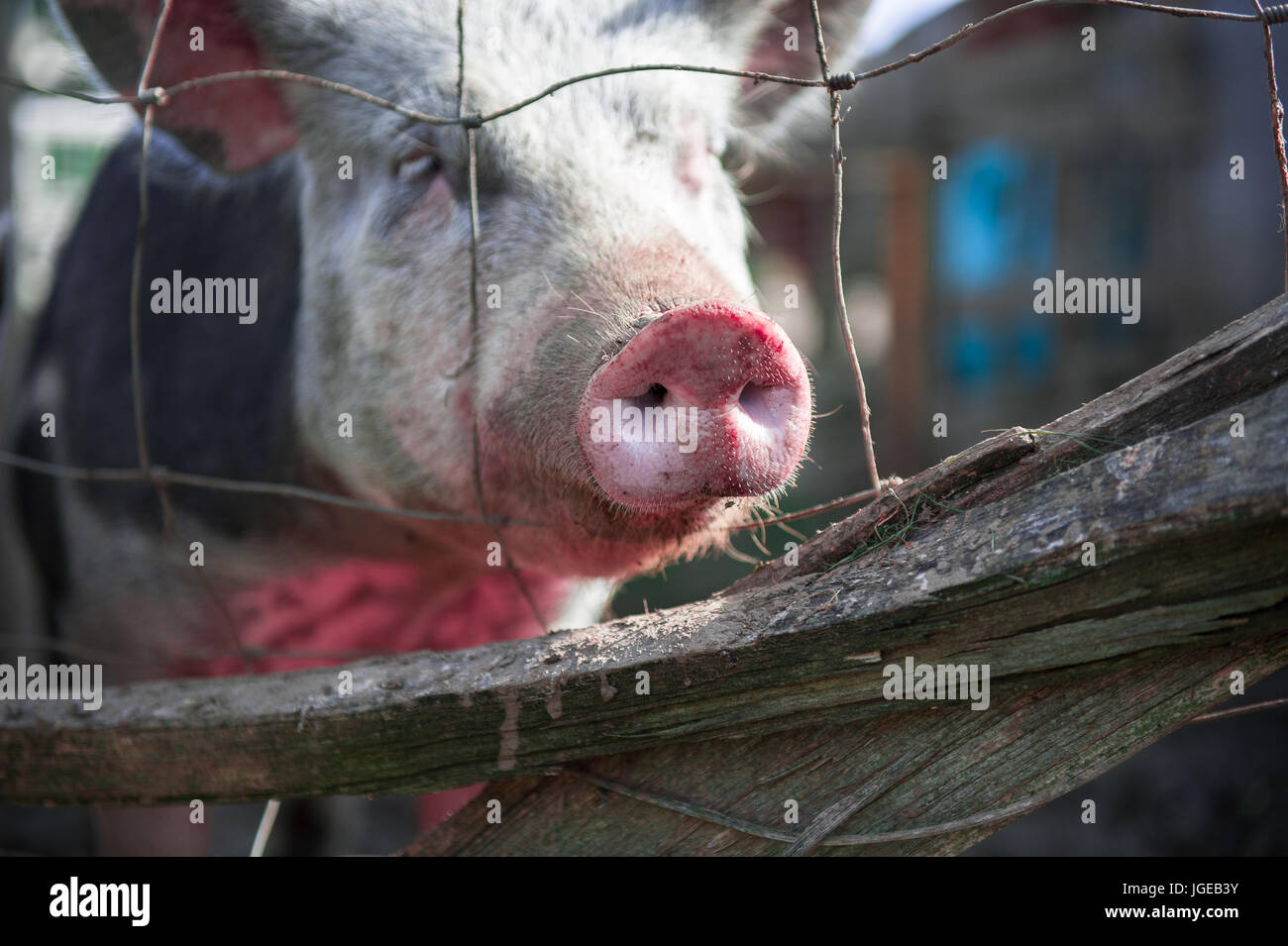 Pigs re mad hi-res stock photography and images - Alamy