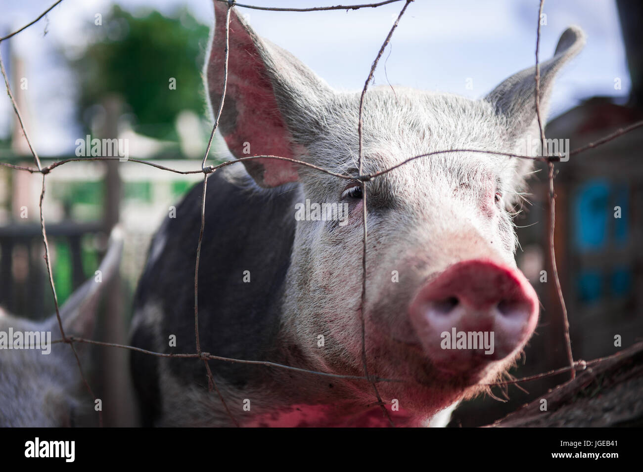 Sad pigs head hi-res stock photography and images - Alamy