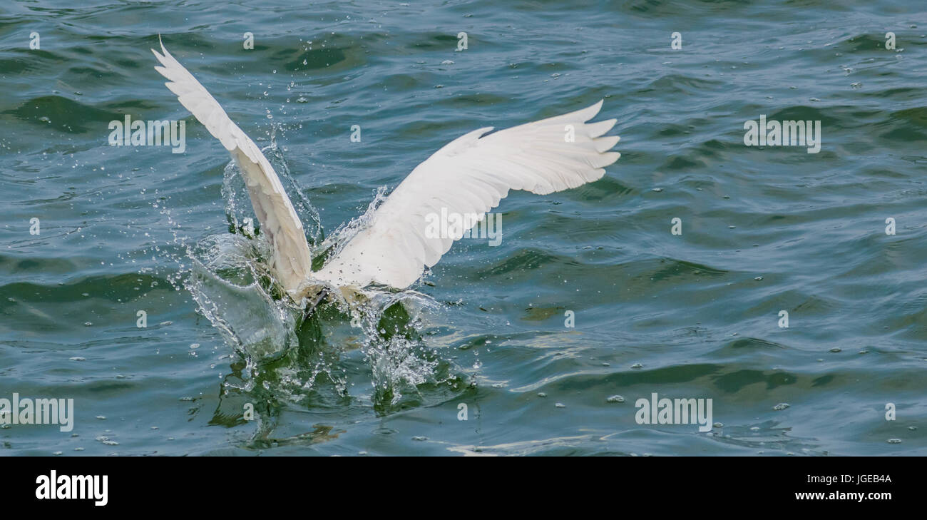 Big Bird: Great Egret Stock Photo - Alamy