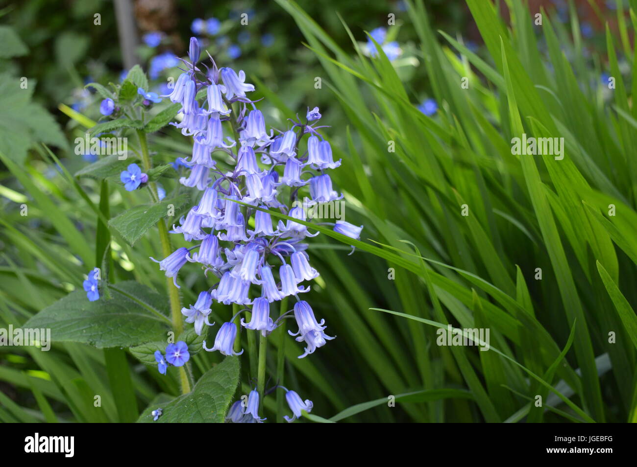 New england wild flowers hi-res stock photography and images - Alamy