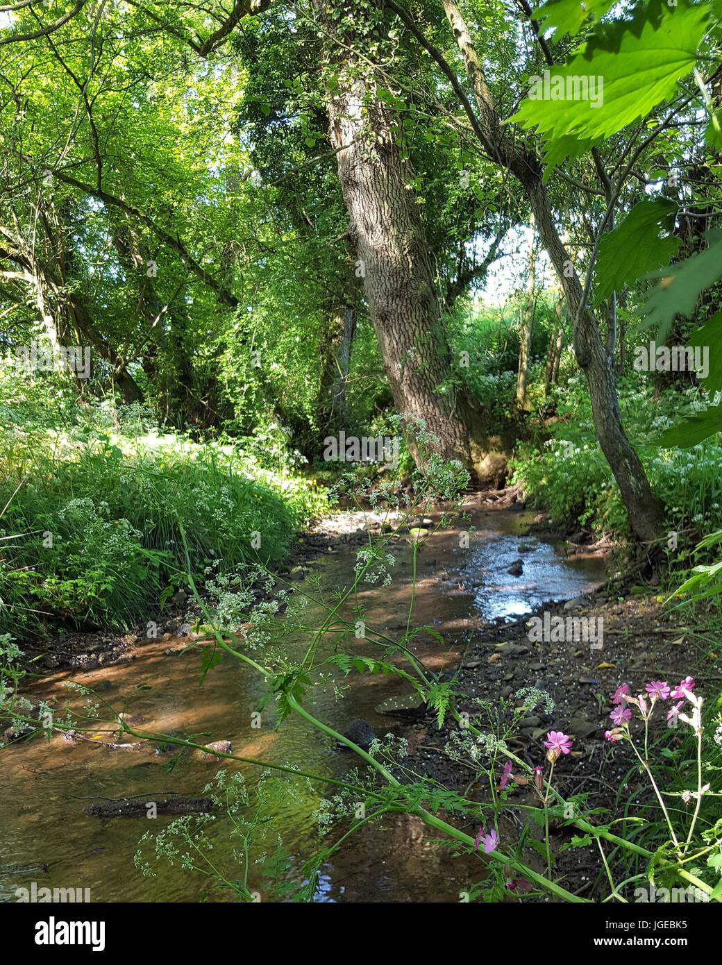 Stream waters edge hi-res stock photography and images - Alamy