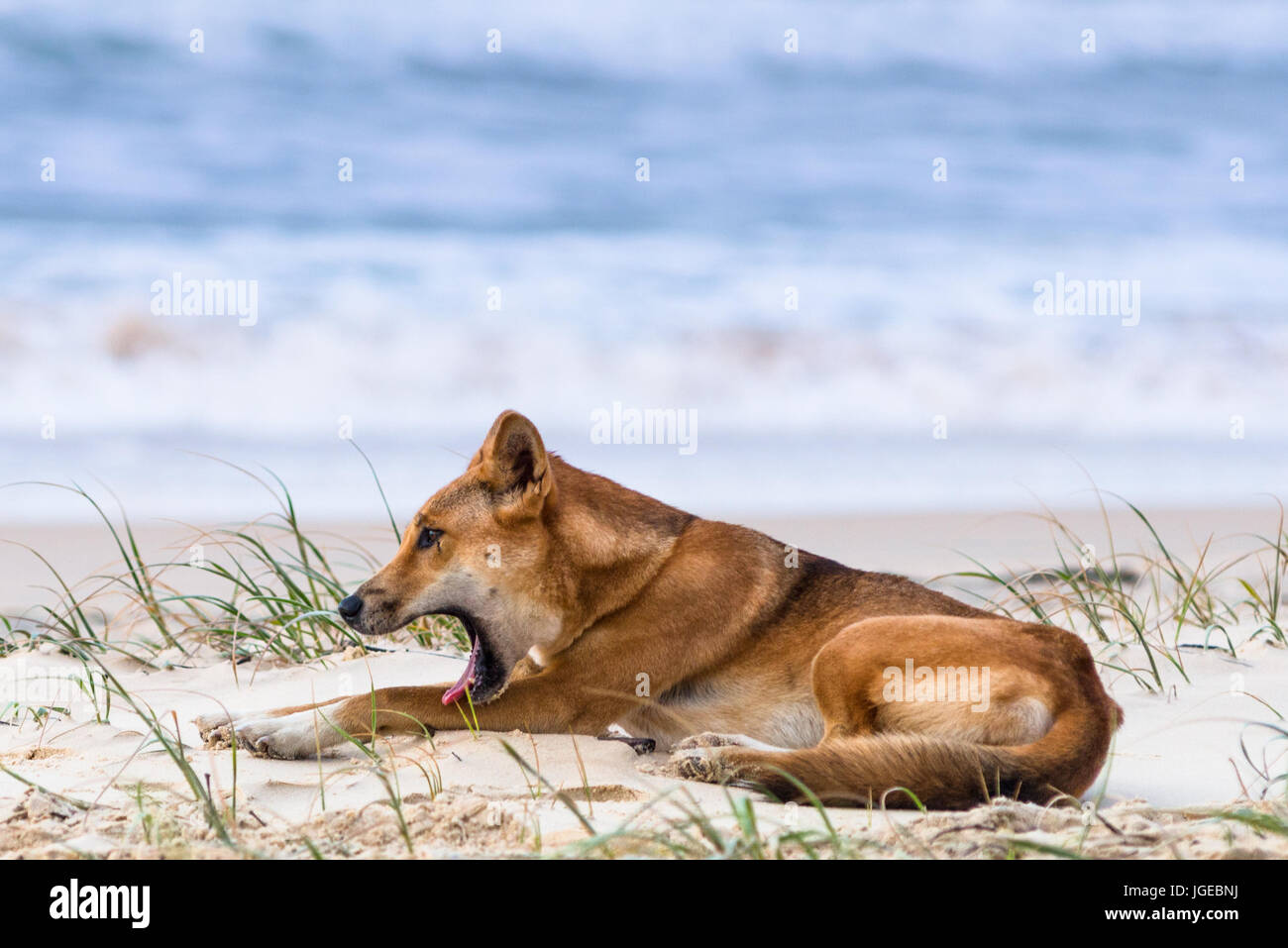 Dingo on one hundred mile beach, Fraser Island, Queensland, Australia ...