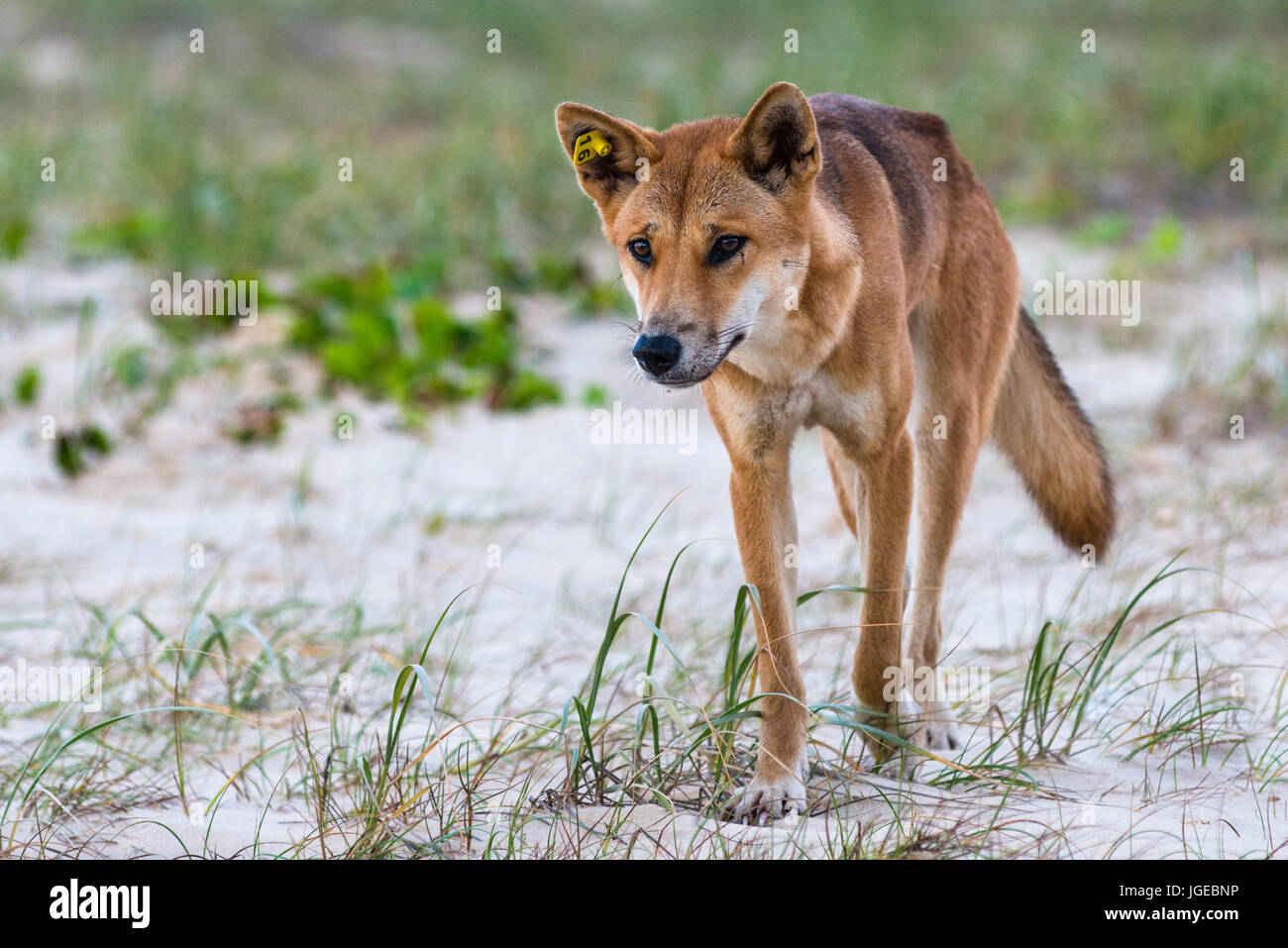 Dingo on one hundred mile beach, Fraser Island, Queensland, Australia ...