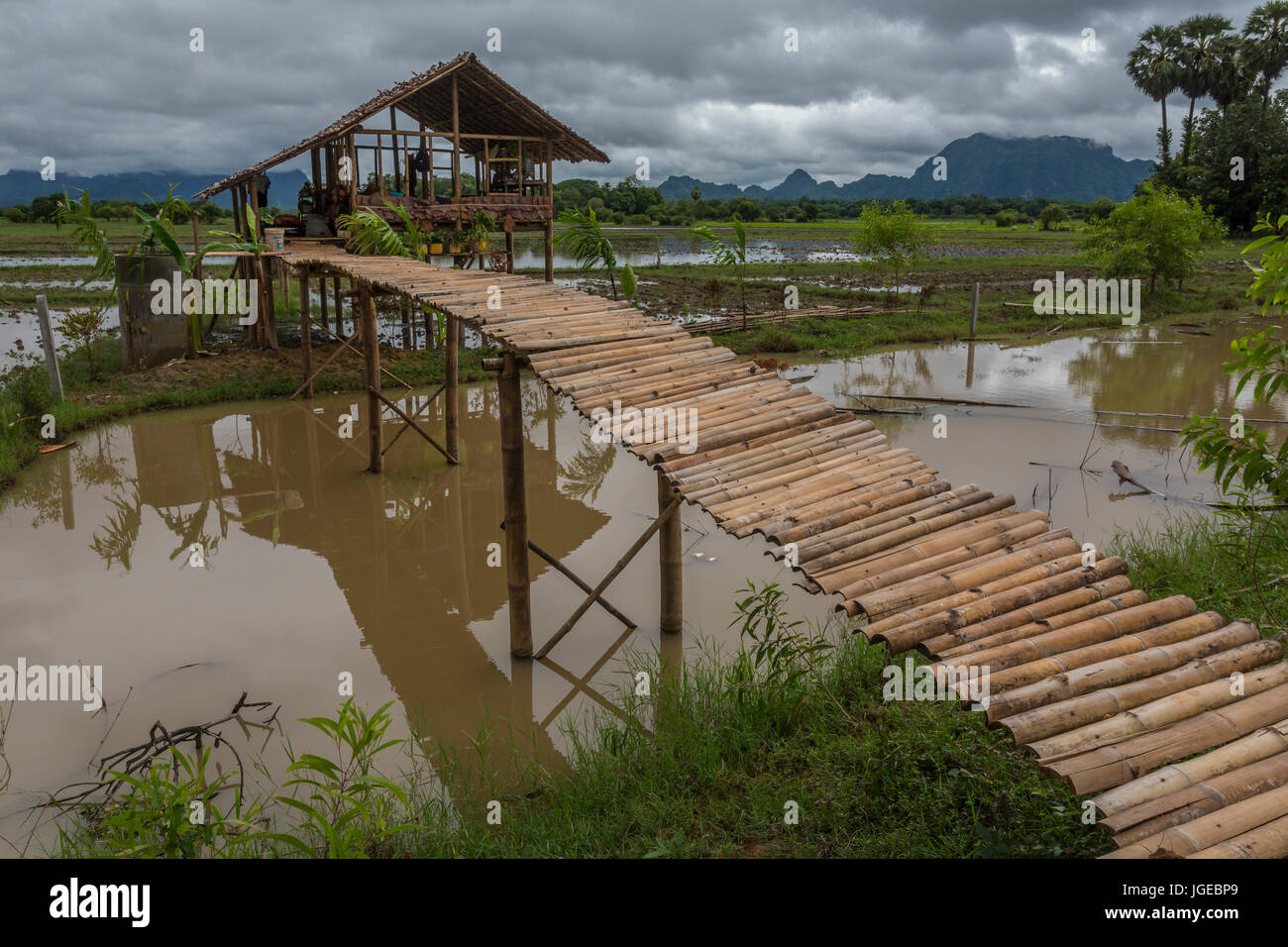 Rice field in southern Myanmar Stock Photo - Alamy